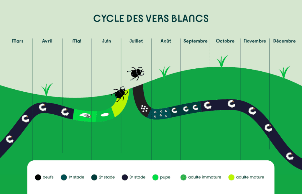 Le traitement des vers blancs dans la pelouse | cVert